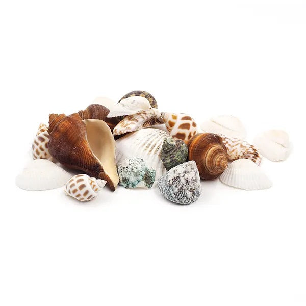 Assorted Shapes Sea Shells | Shells for Crafting | Sea Shells | Sea ...