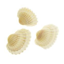Craft Plain Clam Sea Shells | Shells for Crafting | Sea Shells | Sea ...